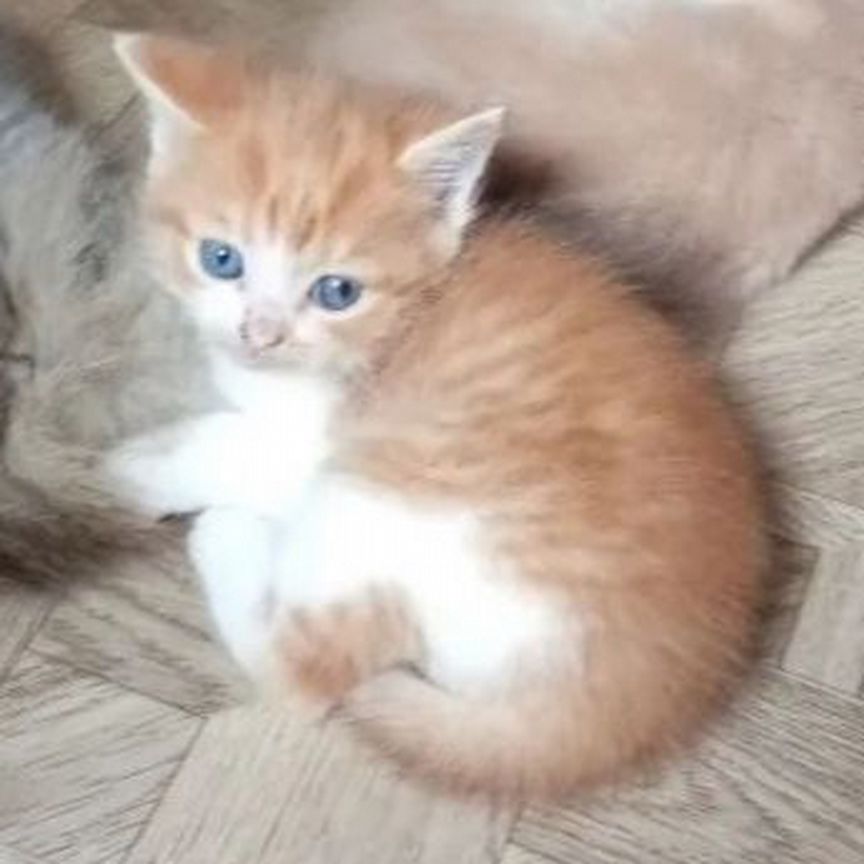 Шотландский прямоухий длинношёрстный котёнок