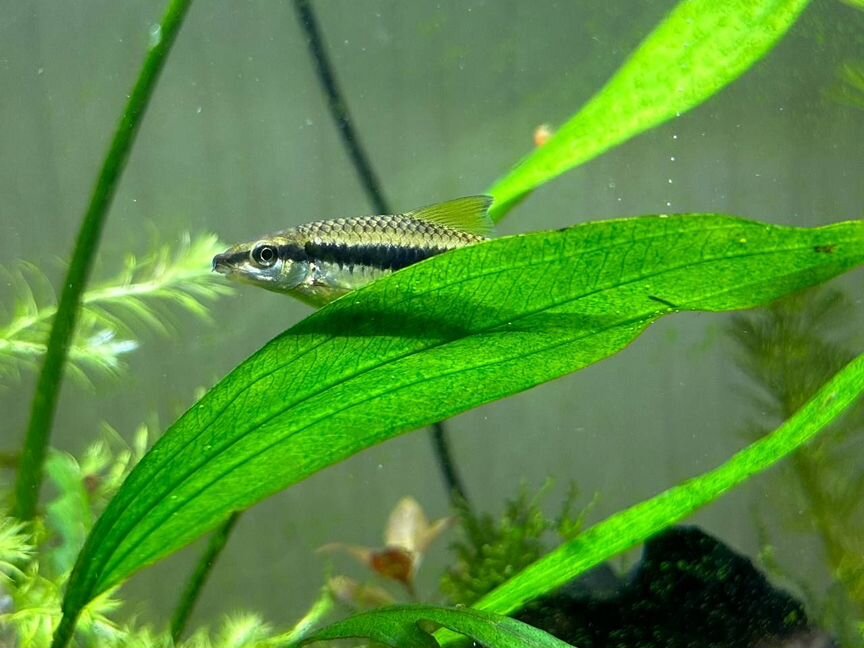 Сиамский водорослеед SAE