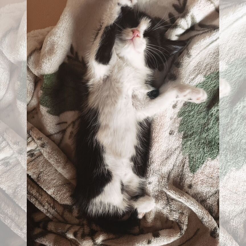 Котёнок в добрые руки