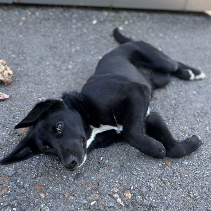 Гладкошерстный щенок