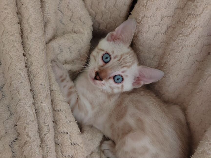 Бенгальские котята