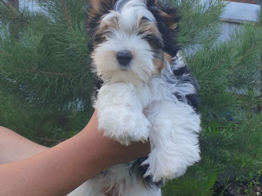 Бивер терьер