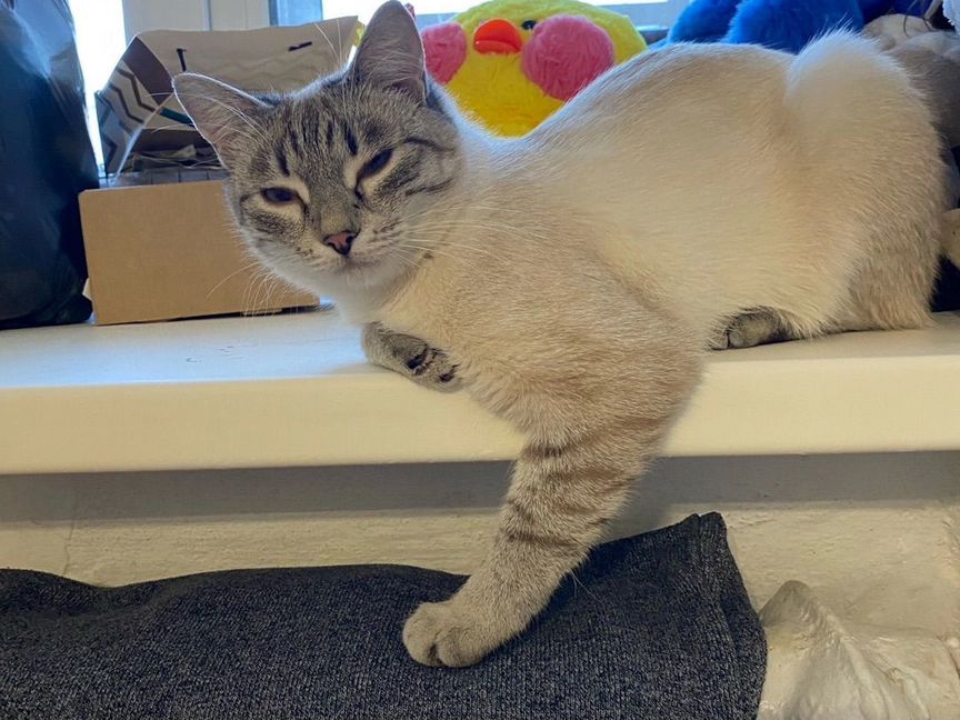 Отдам в добрые руки