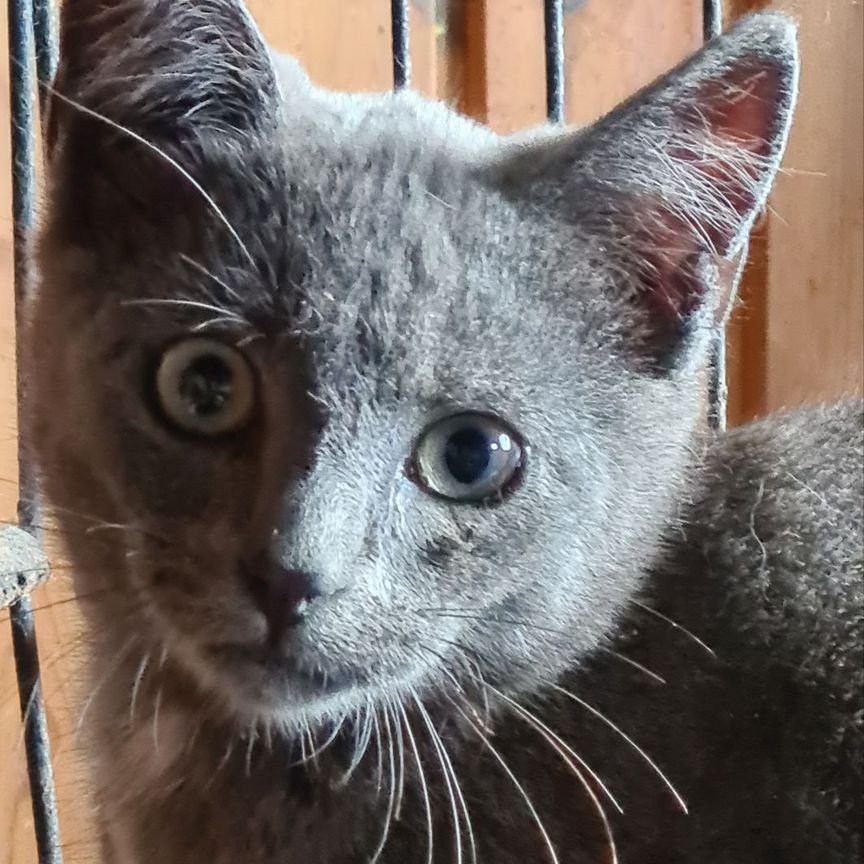 Голубой котик