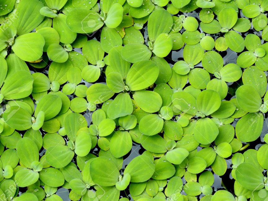 Пистия, лимнобиум - аквариумное растение плавающее