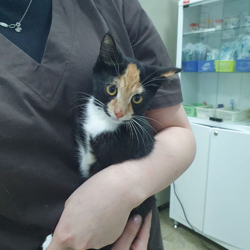 Котенок девочка в добрые руки. Бесплатно