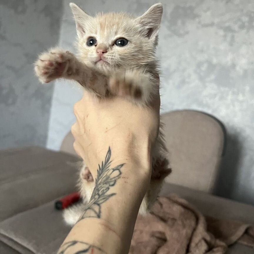 Котёнок в добрые руки