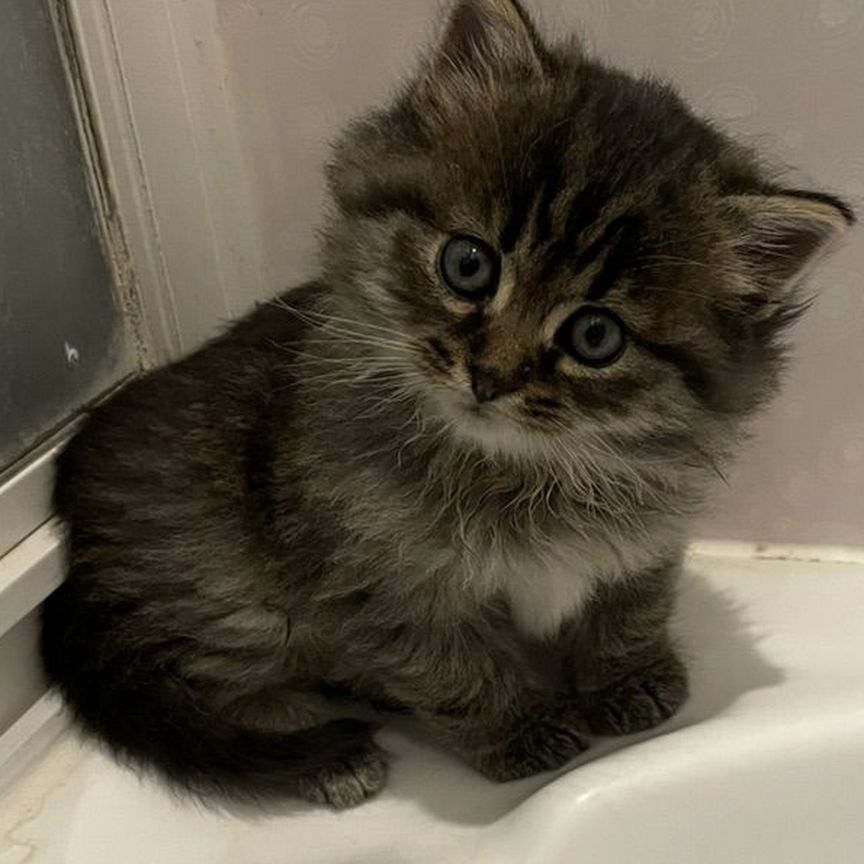 Котёнок в добрые руки