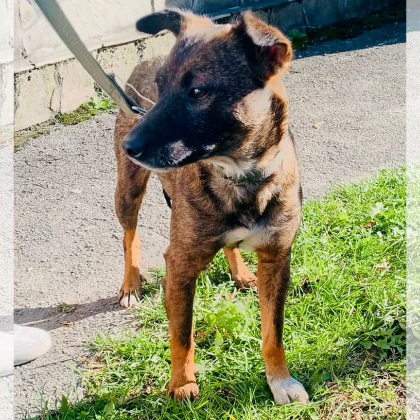 Взрослая собака в добрые руки