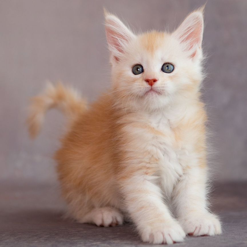 Девочка Мейн-Кун, редкий красный дым