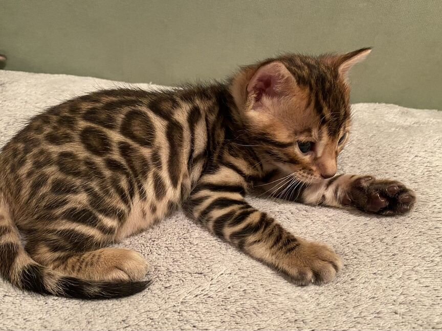 Бенгальские котята