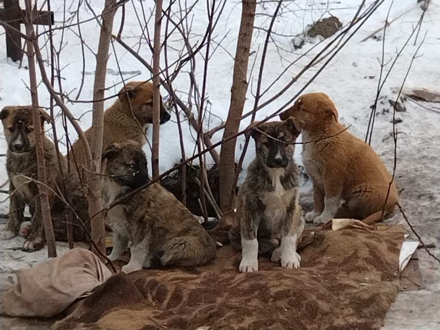 Щенок в добрые руки SOS