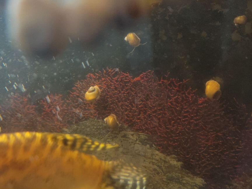 Улитки аквариумные ампулярии