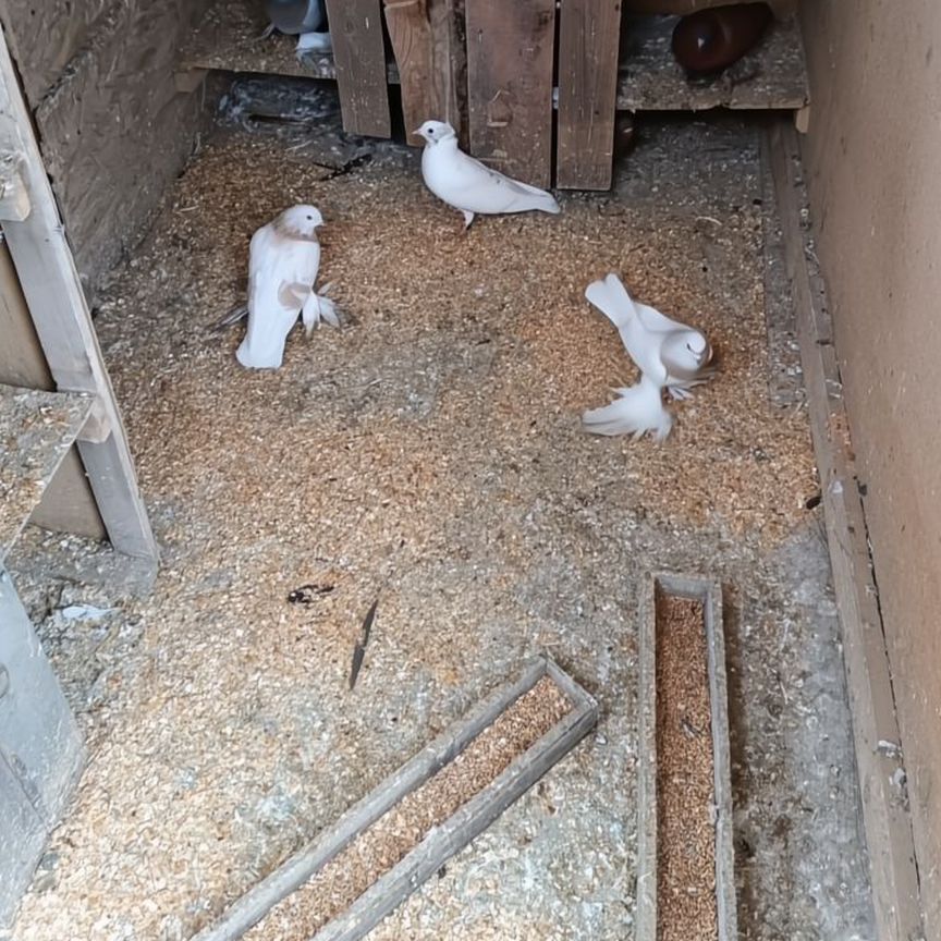 Продажа голубей