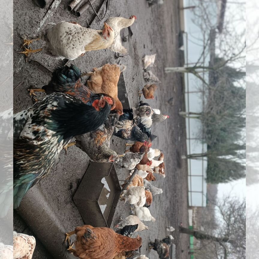 Молодые петушки