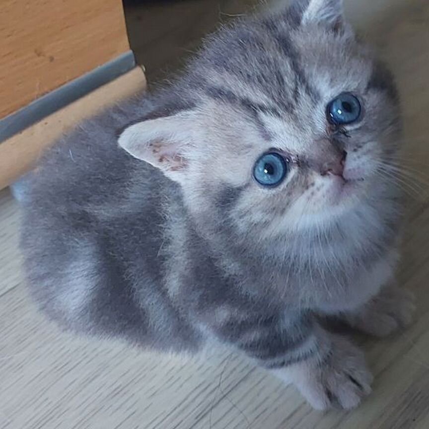 Британские вислоухие котята мальчики