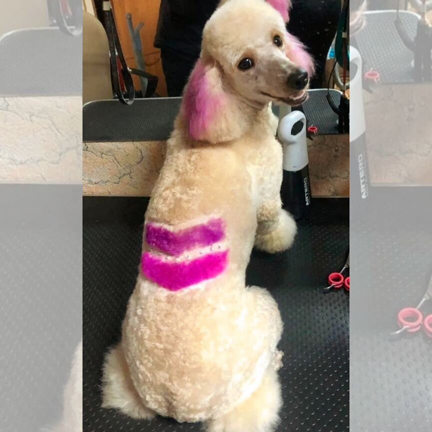 Продажа замечательных щенков пуделя