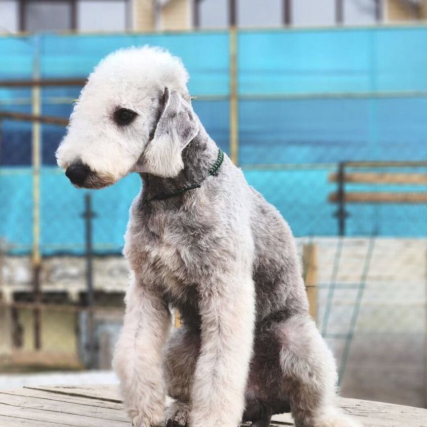 Кобель бедлингтон терьер