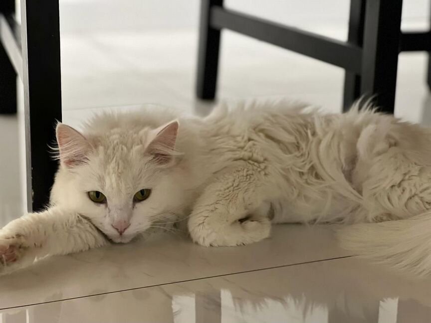 Кошка турецкая ангора