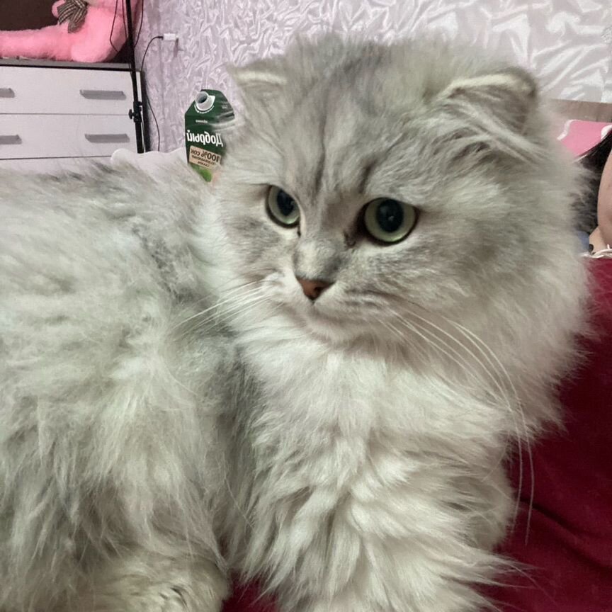 Кошка британка девочка