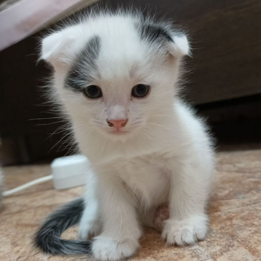 Котёнок в добрые руки