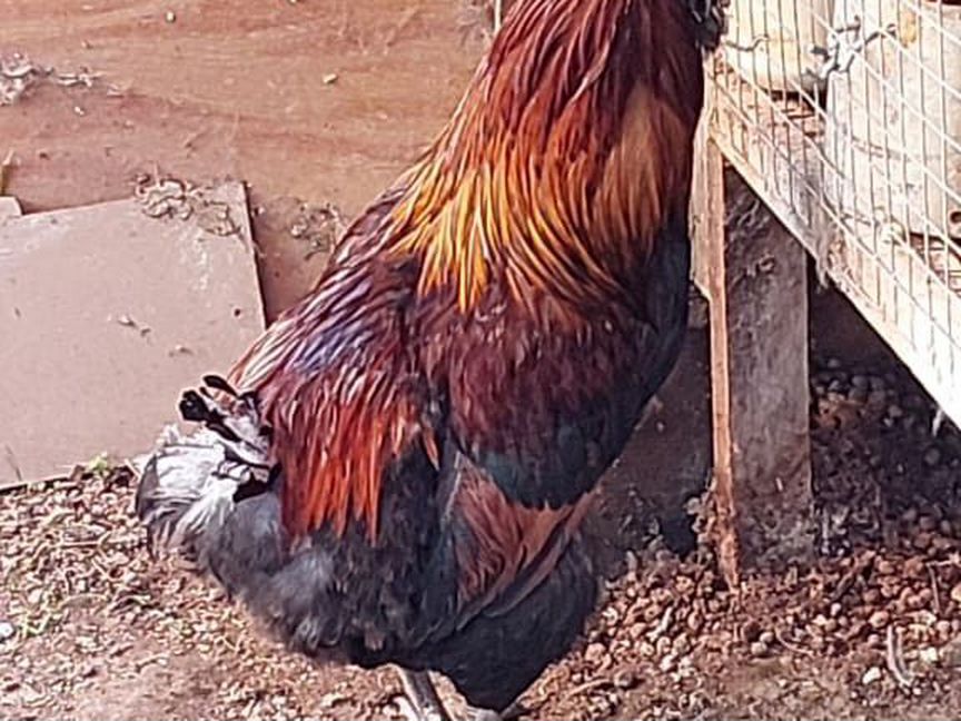 Молодые петушки разных пород