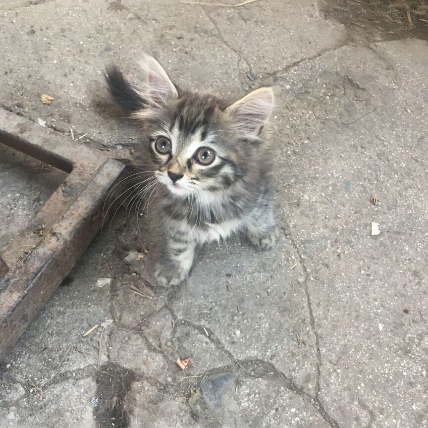 Котёнок в добрые руки