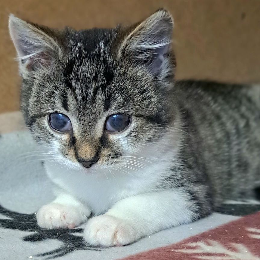 Котёнок в добрые руки