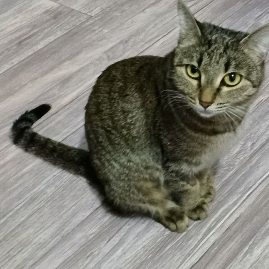 Взрослая кошка в добрые руки