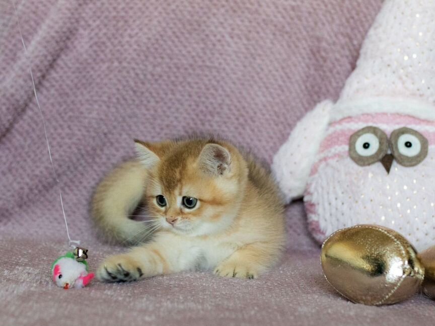 Котенок золотая британская шиншилла мальчик