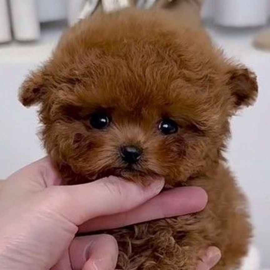 Мальтипу, щенок