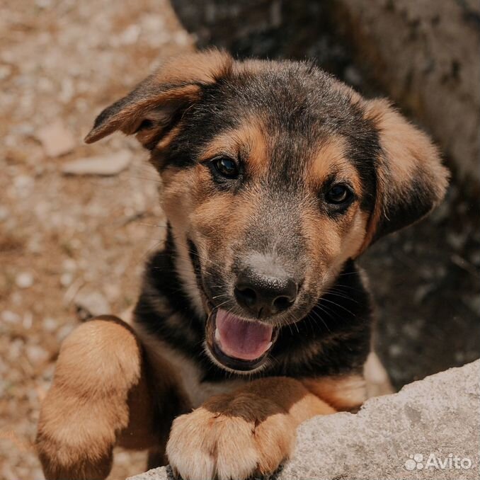 Яркая тихоня Сэра ищет дом