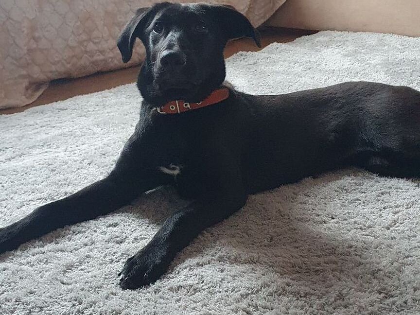 Метис курцхара