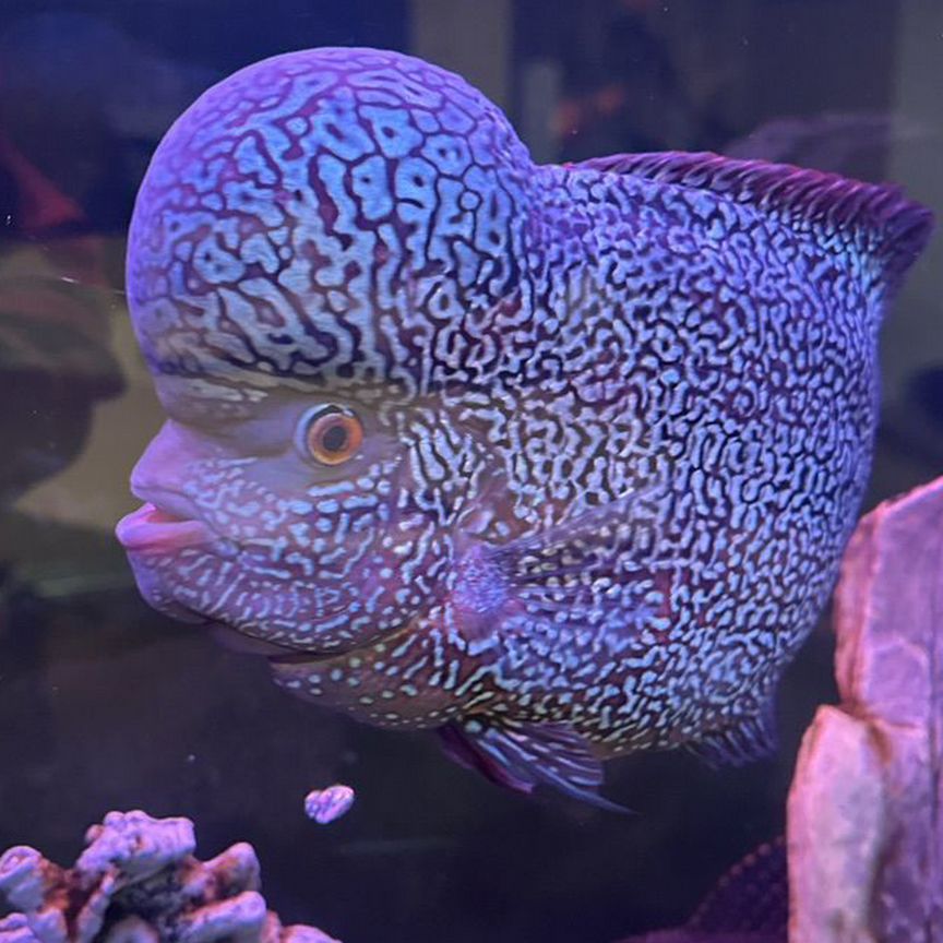 Фловер Хорн