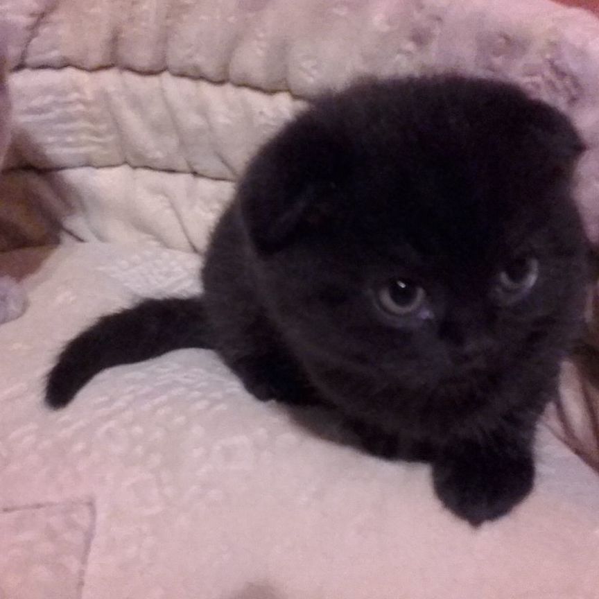 Шотландский вислоухий короткошёрстный котёнок