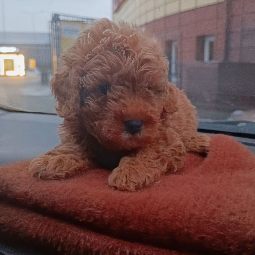 Мальтипу, щенок