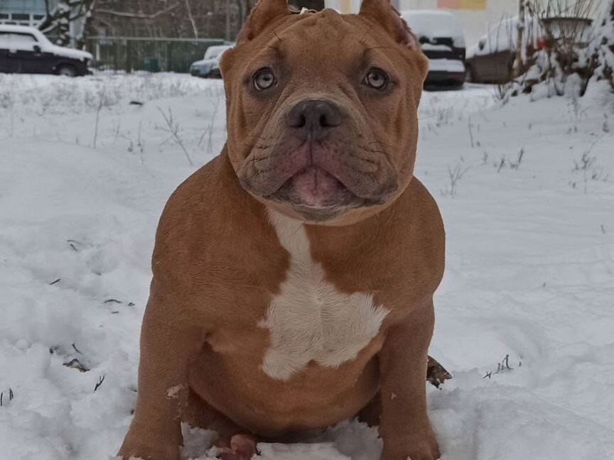 Щенки американской булли