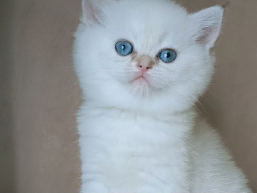 Британцы колорного окраса с голубыми глазами