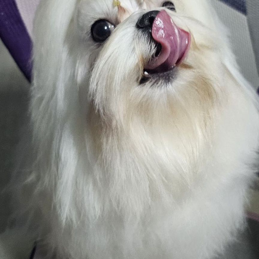 Мальтезе вязка