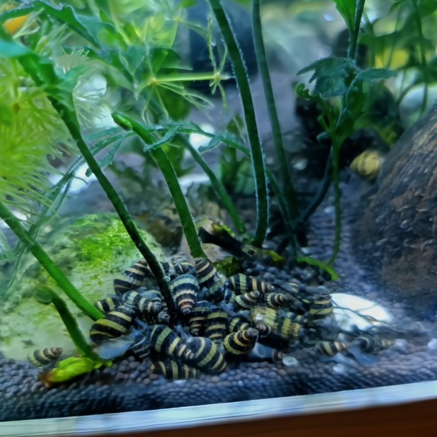 Улитка хелена