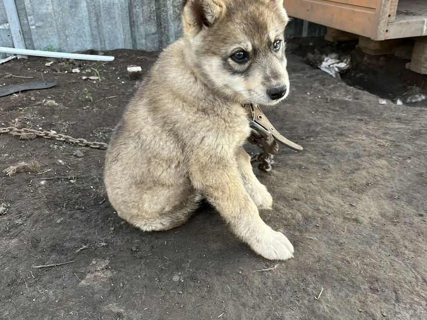Шенок хаски