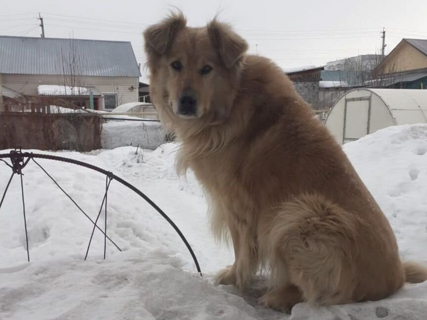 Собака