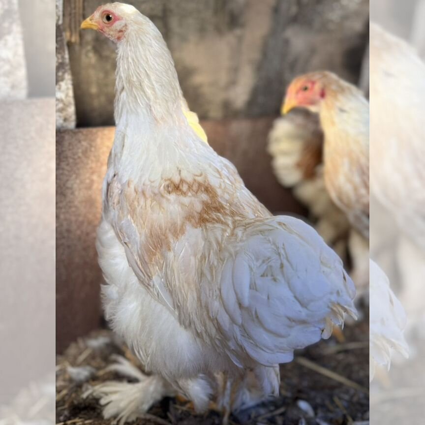 Семья брама белое золото