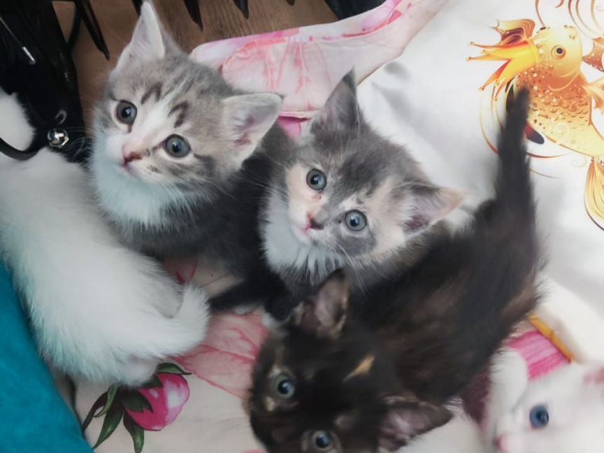 Котята белые и трёхцветные в добрые руки