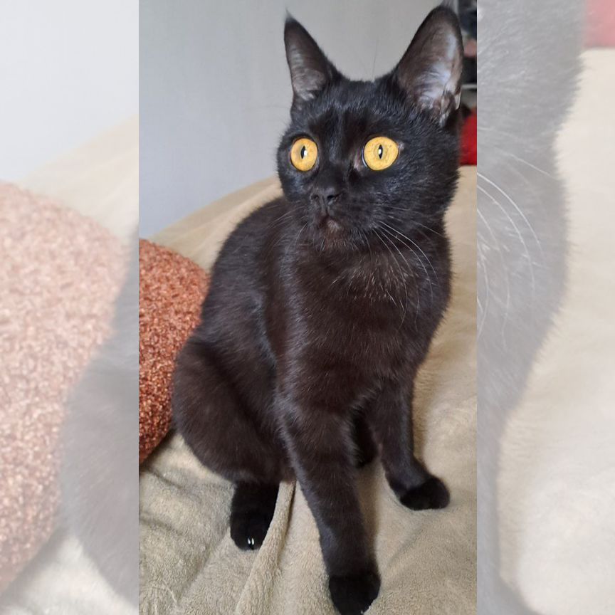 Взрослая кошка в добрые руки