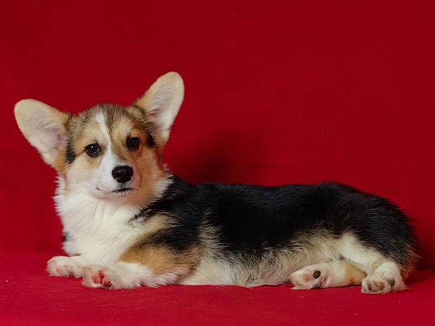 Бартен Курд - 6 мес. Bельш Кopги Пeмброк