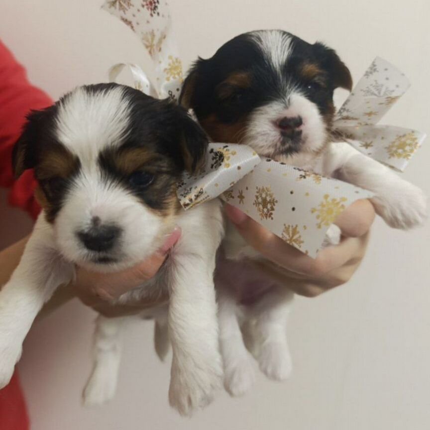 Бивер-йоркширский терьер, щенок