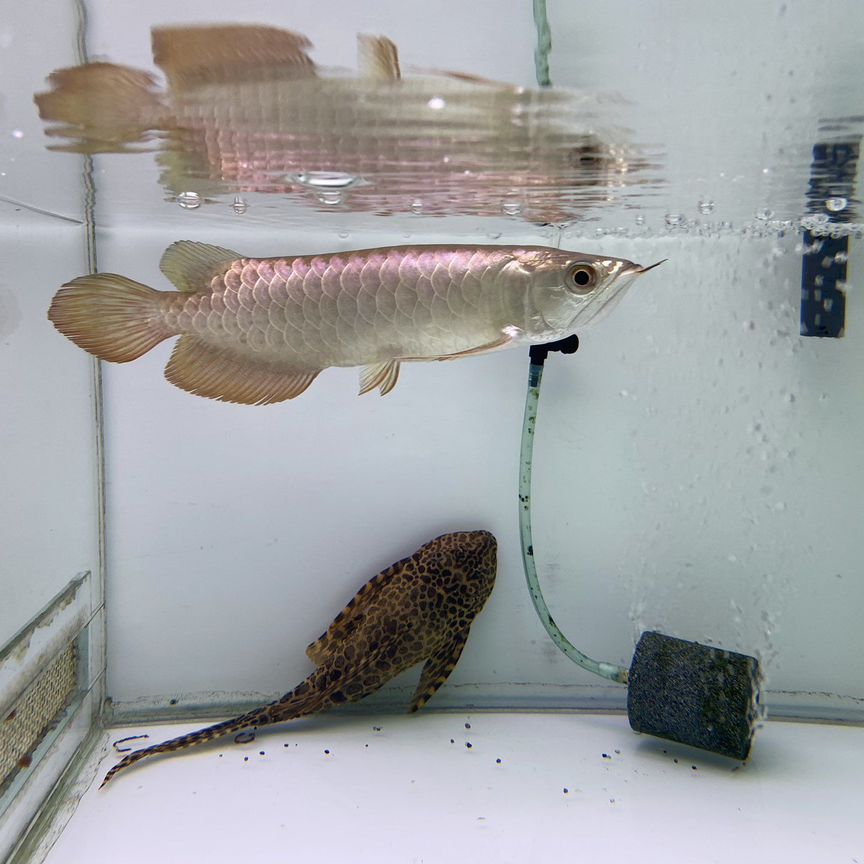 Золотая Азиатская Арована Хайбек золотая