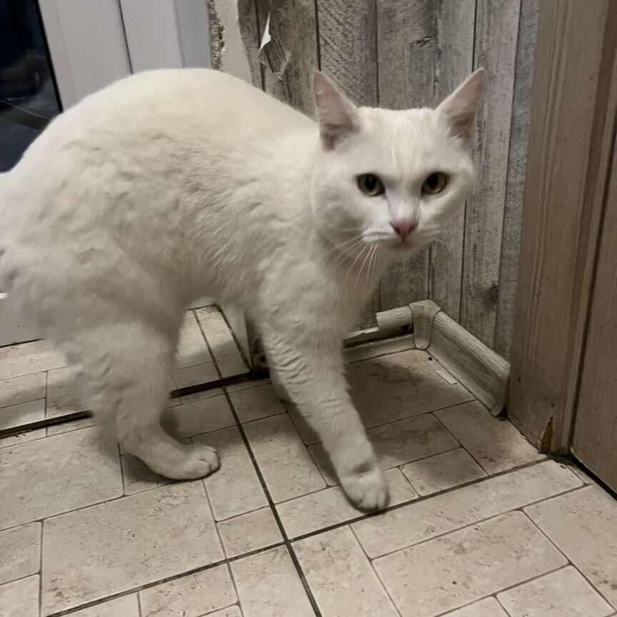 Отдам белоснежного котика в хорошие руки