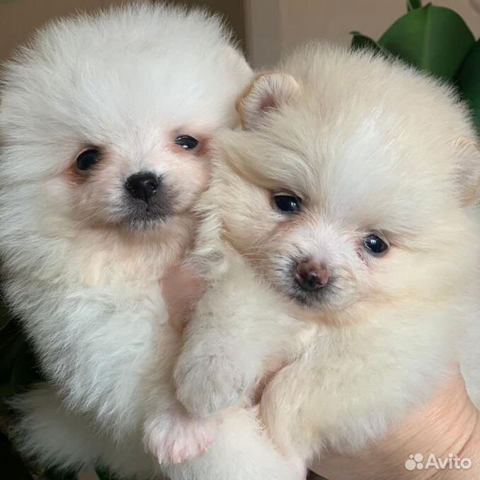 Шпич померанский